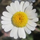 Fatma A'nın Yüklediği Etkinlikler · Eduhol - Etkinlik İndir Oyun Oyna ...