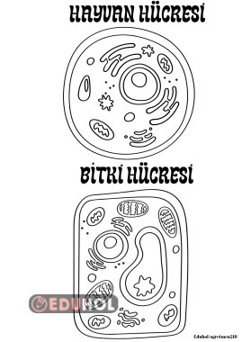 Bitki Hücresi, Hayvan Hücresi ... · Eduhol - Etkinlik İndir Oyun Oyna ...