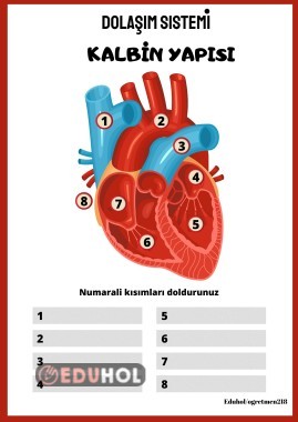 Kalbin Yapısı Çalışma Kağıdı... · Eduhol - Etkinlik İndir Oyun Oyna ...