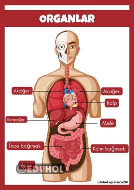 Organlar Defter Etkinliği · Eduhol - Etkinlik İndir Oyun Oyna Test Çöz ...