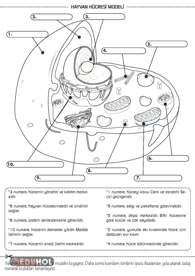 7.Sınıf Hayvan Ve Bitki Hücres... | Eduhol - Ders Videoları İzle Online ...