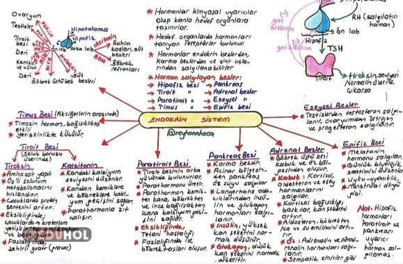 Arama Sonuçları | Eduhol - Ders Videoları İzle Online Test Çöz Etkinlik ...