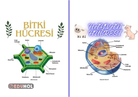 Bitki Ve Hayvan Hücresi Poster... · Eduhol - Etkinlik İndir Oyun Oyna ...