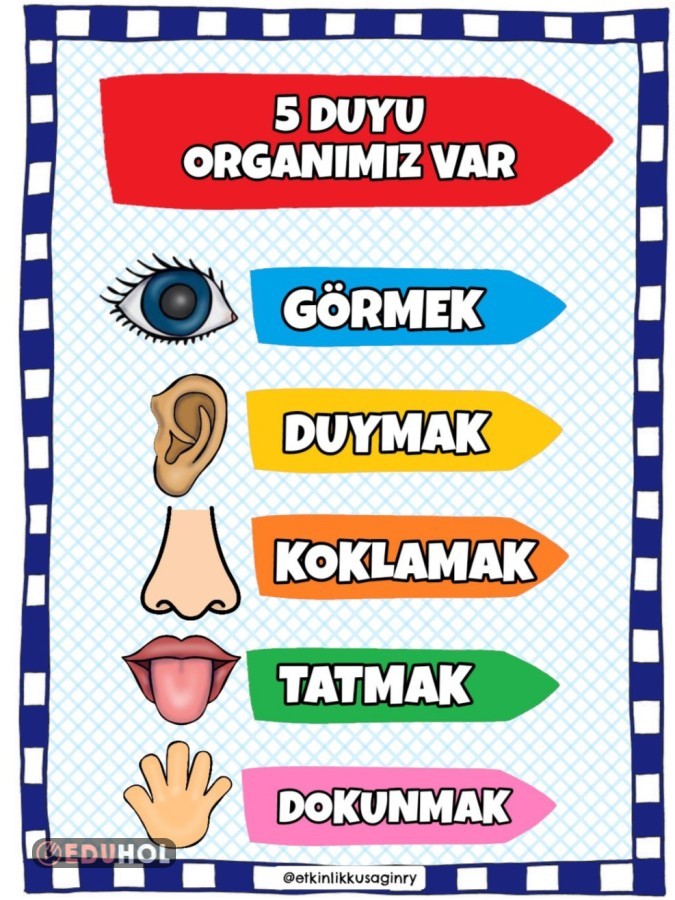 5 Duyu Organımız Sınıf Panosu Eduhol Ders Videoları İzle Online
