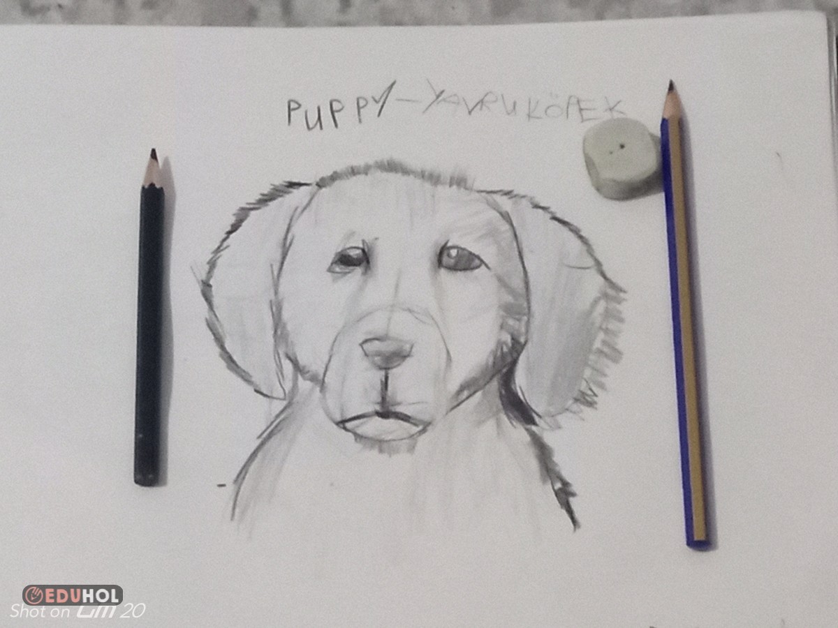 Yavru Köpek Çizimi | Eduhol - Ders Videoları İzle Online Test Çöz ...