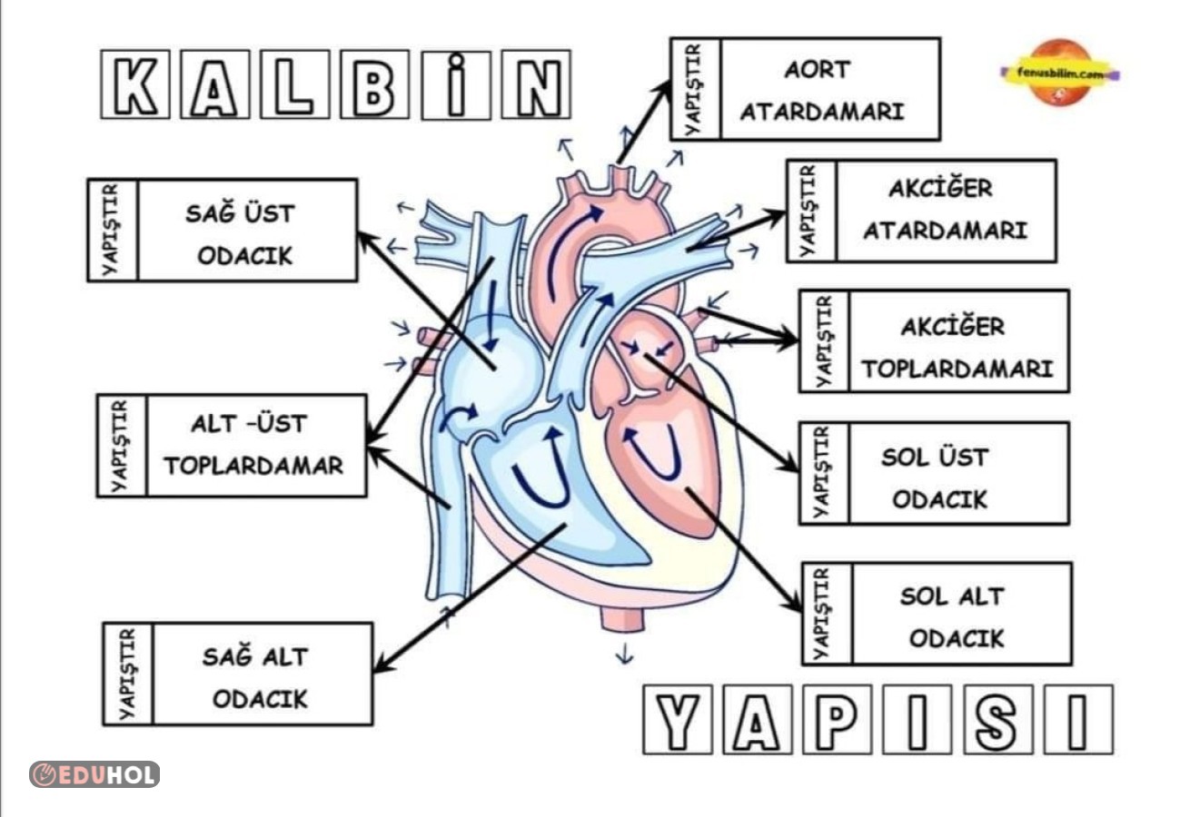 Kalbin Yapısı | Eduhol - Ders Videoları İzle Online Test Çöz Etkinlik İndir