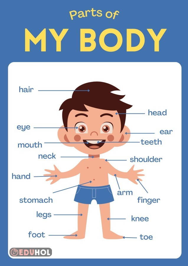 Parts Of My Body | Eduhol - Ders Videoları İzle Online Test Çöz ...