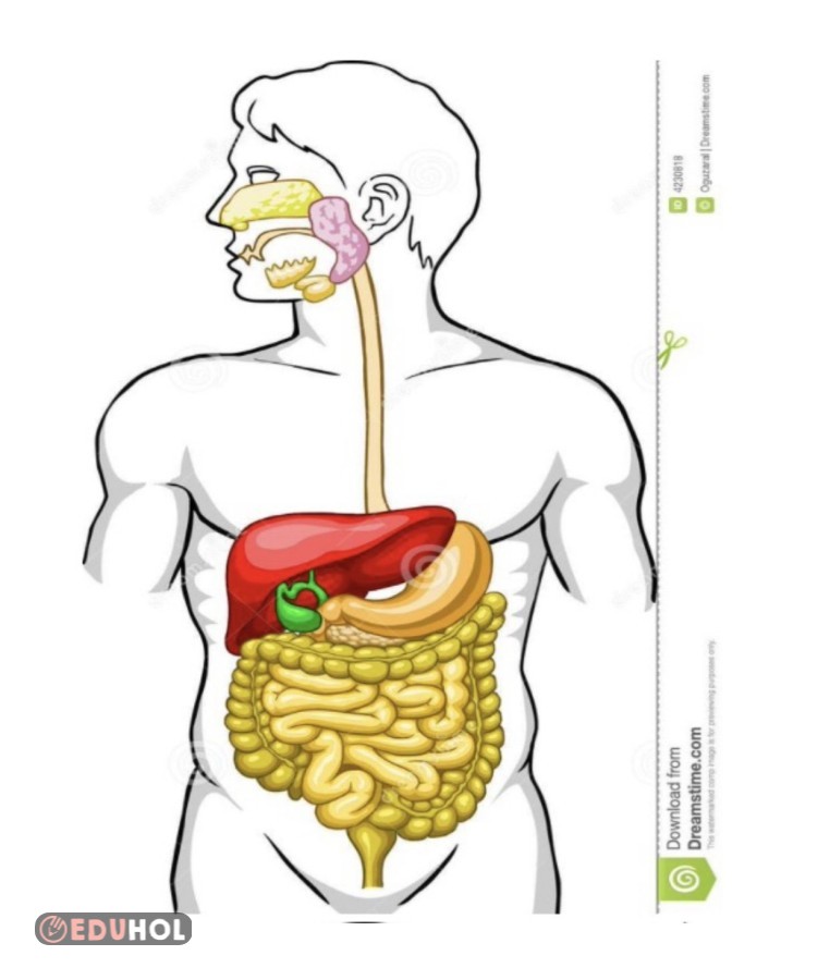 Sindirim Sistemi Deftere Yapış... | Eduhol - Ders Videoları İzle Online ...