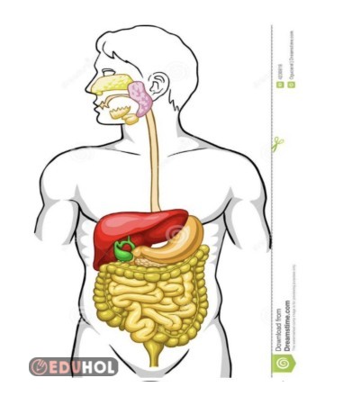 Sindirim Sistemi Deftere Yapış... · Eduhol - Etkinlik İndir Oyun Oyna ...