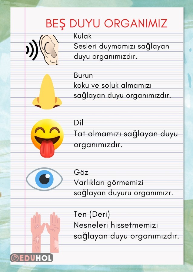 Beş Duyu Organımız Eduhol Ders Videoları İzle Online Test Çöz
