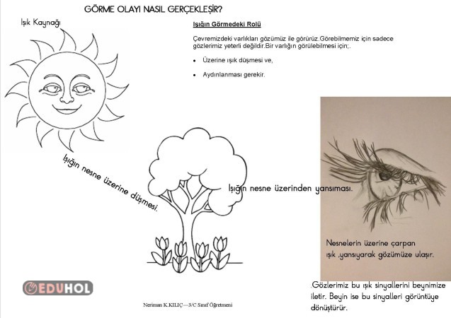 Görme Nasıl Gerçekleşir? · Eduhol - Etkinlik İndir Oyun Oyna Test Çöz ...