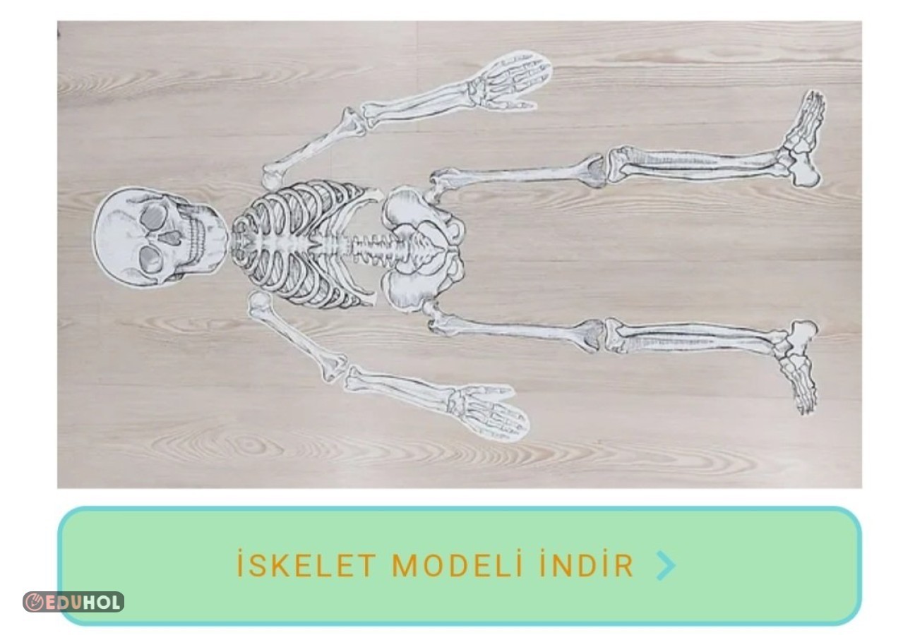 İskelet Modeli İndir | Eduhol - Ders Videoları İzle Online Test Çöz ...