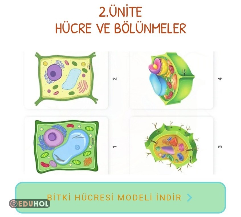Renkli Bitki Hücresi Modelleri... | Eduhol - Ders Videoları İzle Online ...