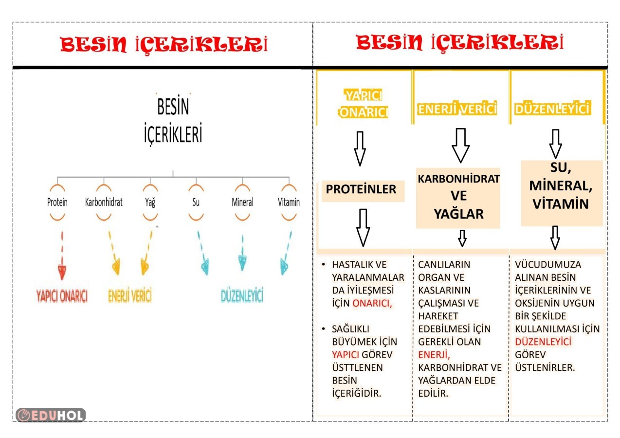 4.Sınıf Besin İçerikleri | Eduhol - Ders Videoları İzle Online Test Çöz ...