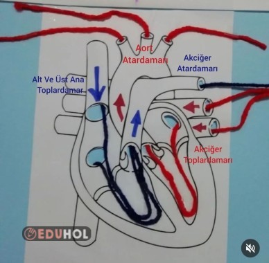 Kalbin Yapısı İnteraktif Etkin... · Eduhol - Etkinlik İndir Oyun Oyna ...